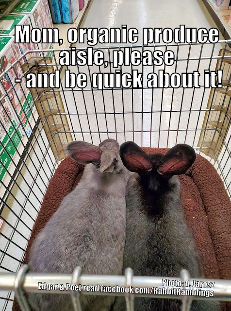 Rabbit Ramblings: Funny Bunny Monday Meme*day