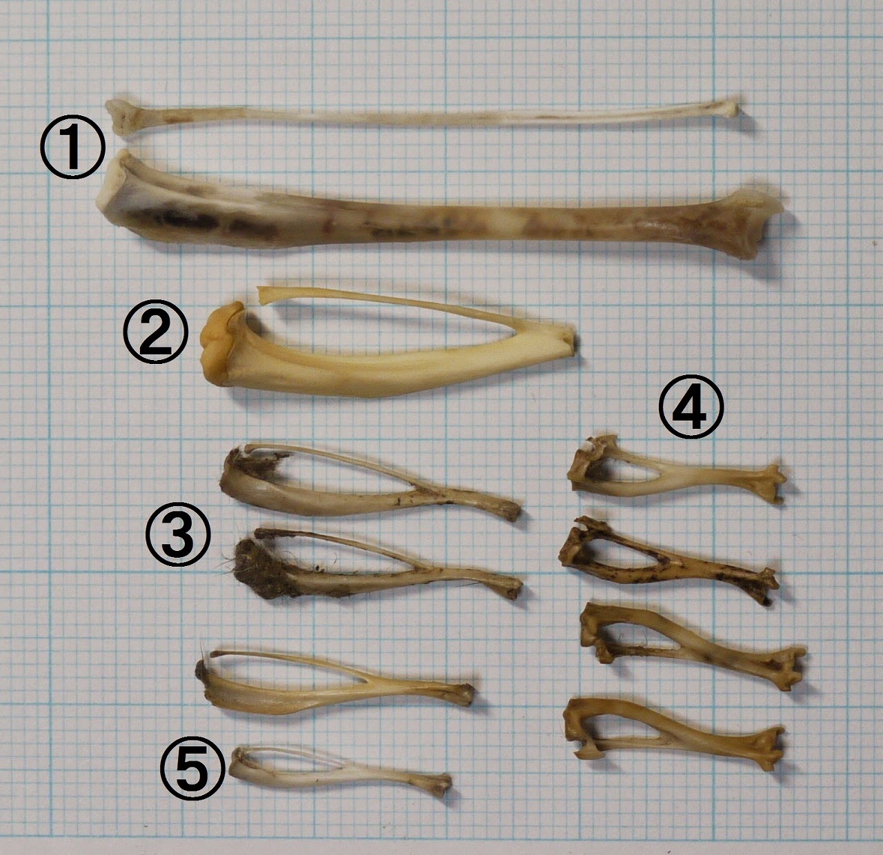 故有事: リスの脛骨と腓骨 The tibia and fibula of Japanese squirrel