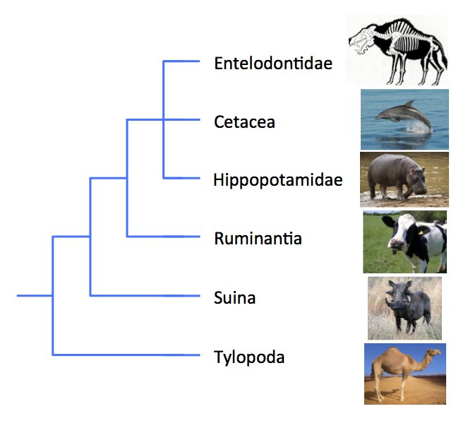 Weird & Wonderful: The cheekbone case: Entelodont relationships
