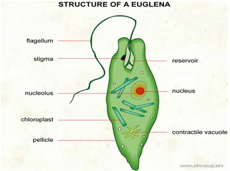 Euglena viridis; Klasifikasi, Morfologi, Habitat, Ciri-Ciri Dll - Melek ...