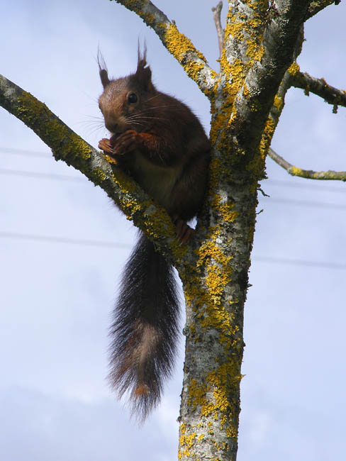 Loire Valley Nature: Red Squirrel - Sciurus vulgaris