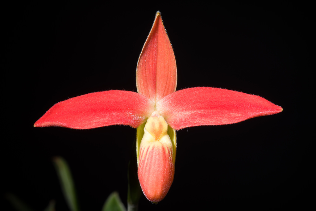 Phragmipedium besseae care and culture | Travaldo's blog