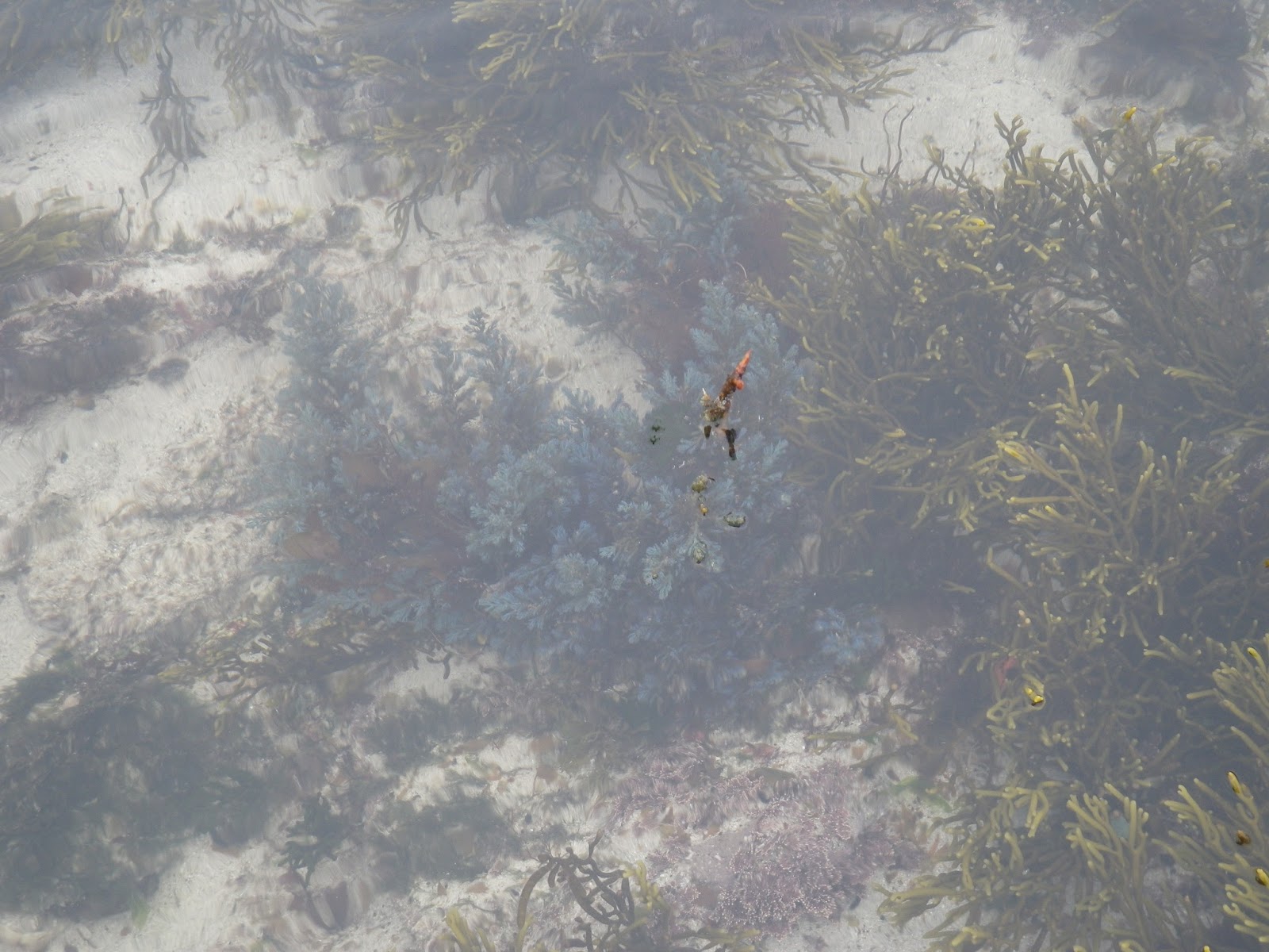 Rock Pooling: Rock Pooling Destination: Porth Seal, Isles of Scilly, UK ...