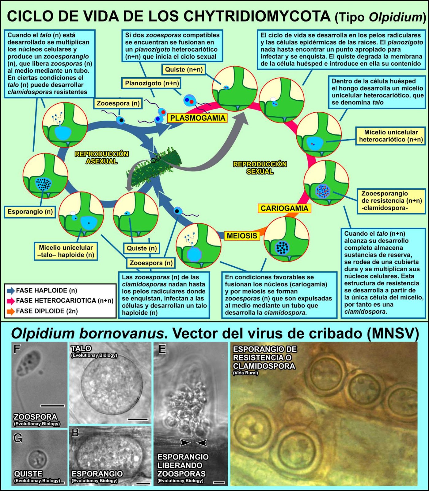 Homo agricola: Hongos fitopatógenos, enemigos infiltrados. (Capítulo 2 ...