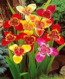 Imágenes de flores y plantas: Tigridia