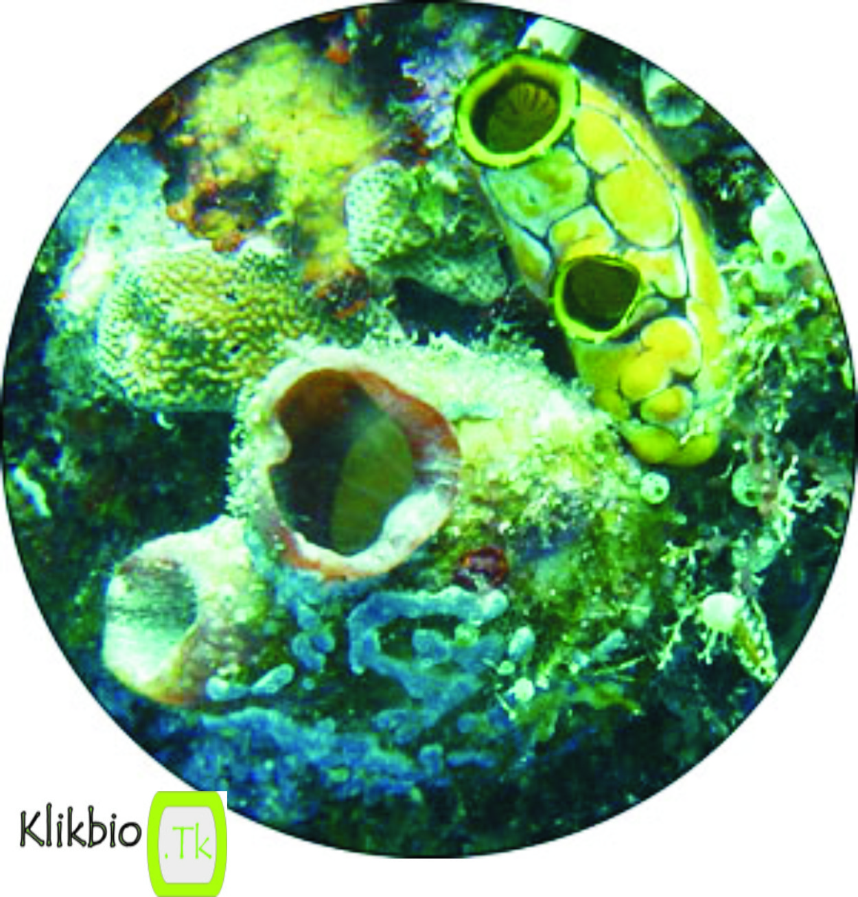Chordates Subphylum Definition Characteristics Classification