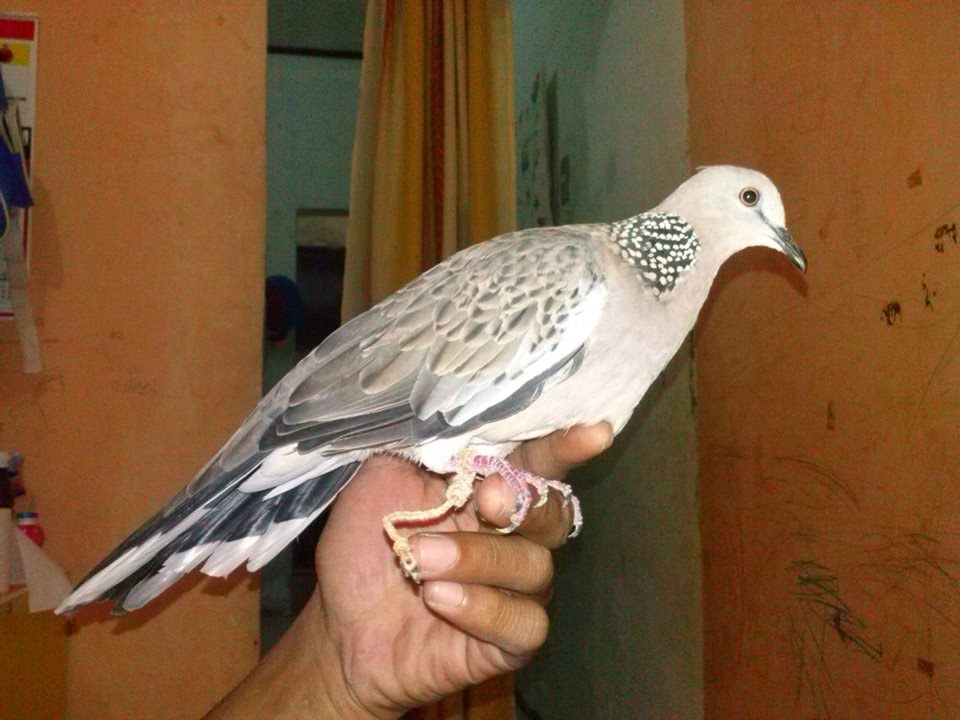 Tekukur Indonesia: Burung, Tekukur Banyak digemari Masyarakat!