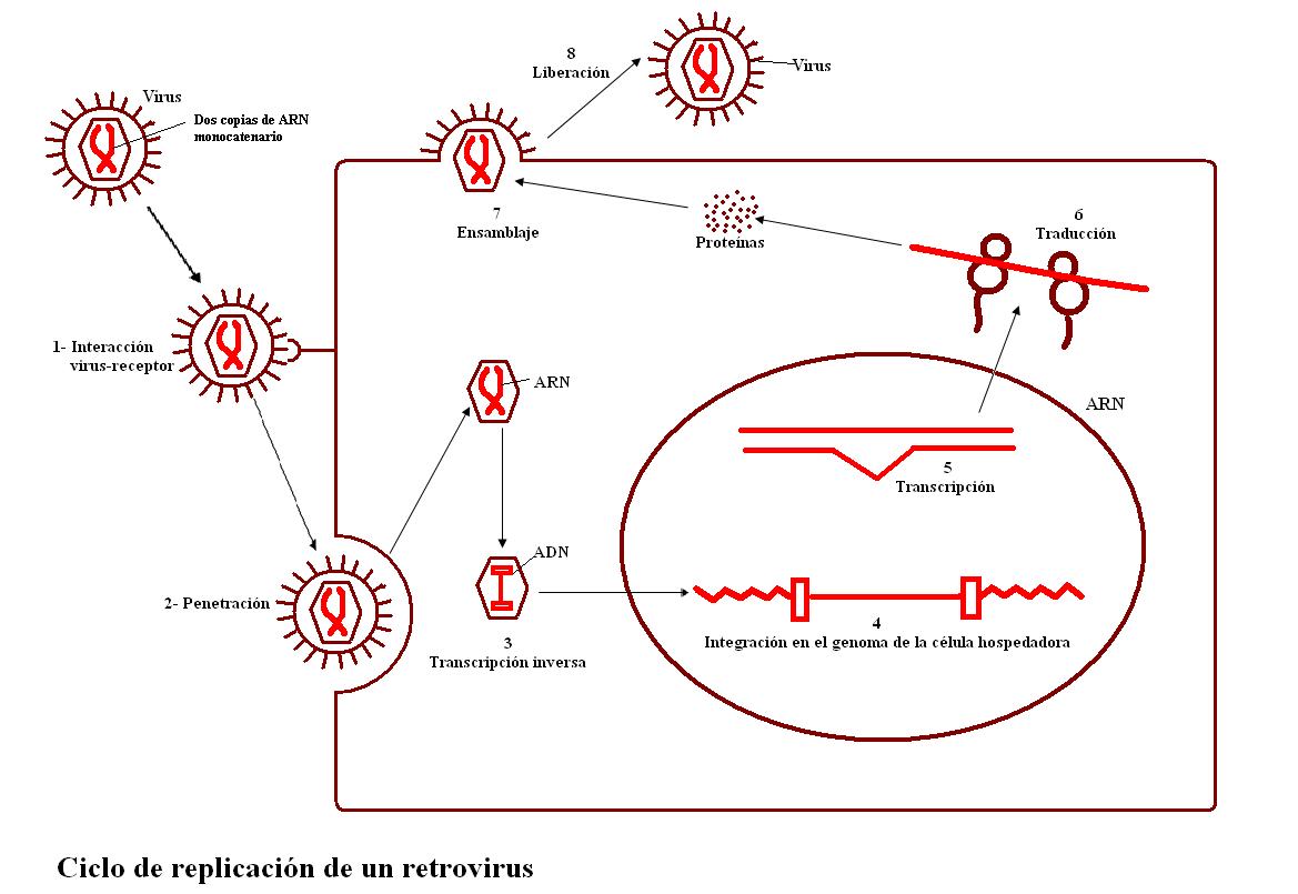 No todos los virus son malos - Resolviendo la incógnita