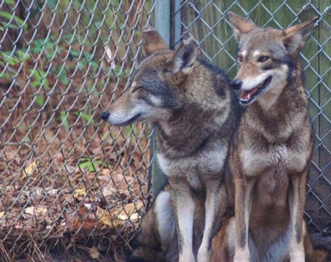 ERIPE LUPUS: RED WOLVES