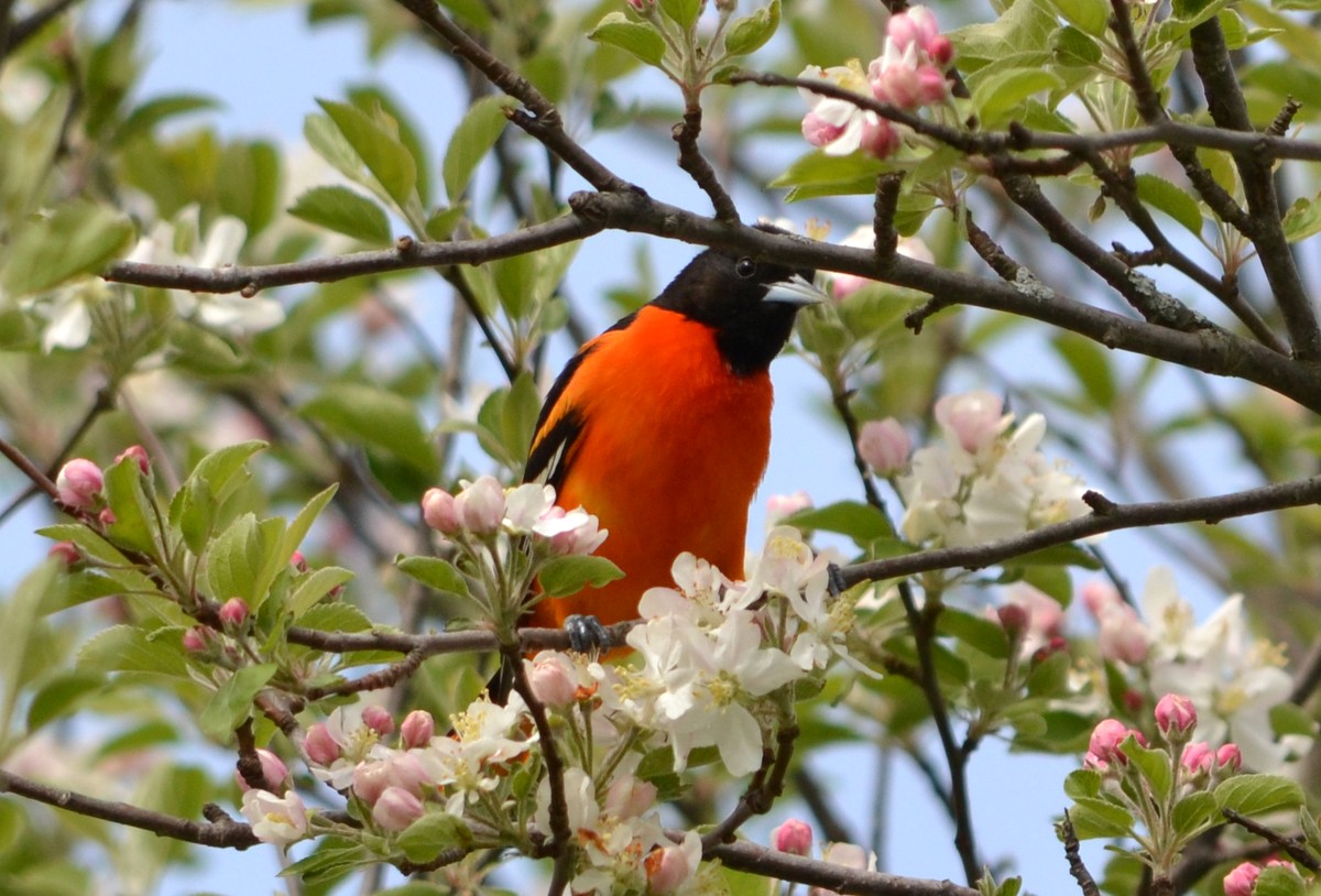 Woods Walks and Wildlife: Mid-May Birds, Bugs, and Flowers