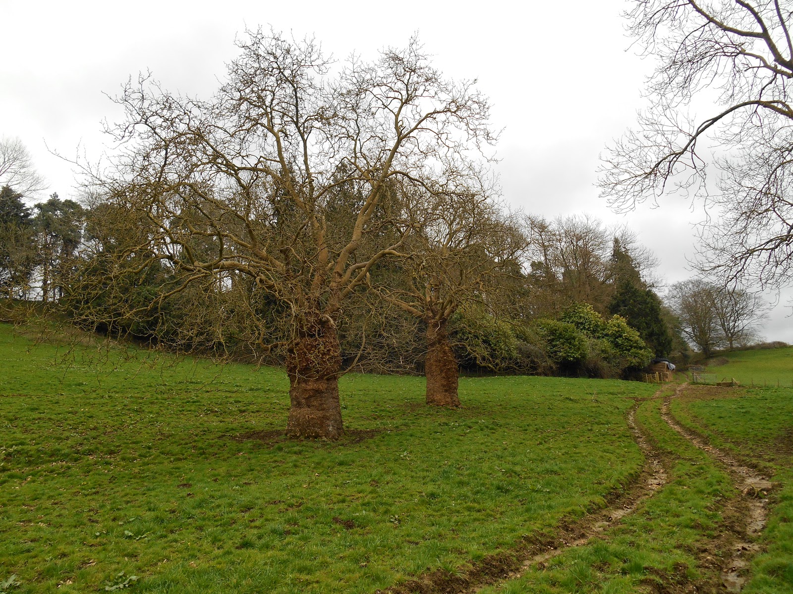 Off the Beaten Track in Somerset: Tenacious Trees: Dunster Douglas, the ...