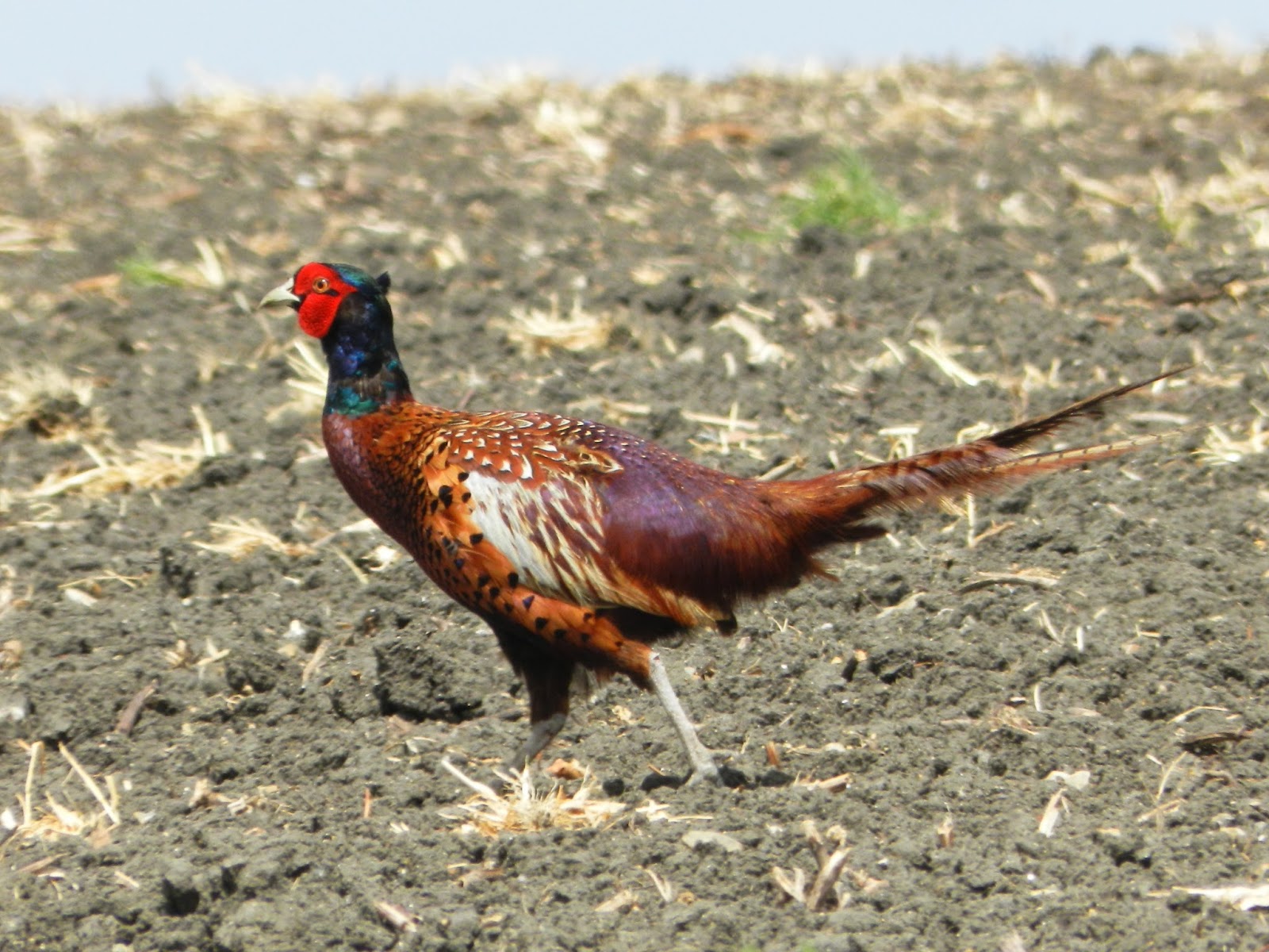 AVES DE ANDALUCÍA: Faisán Común