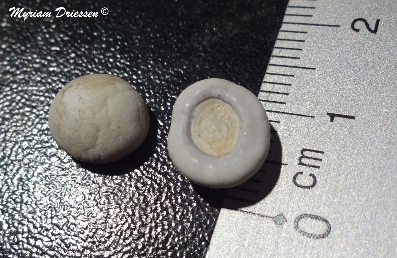 Gîte et découvertes de la vallée du Sant: Vrais oeufs et faux yeux d ...