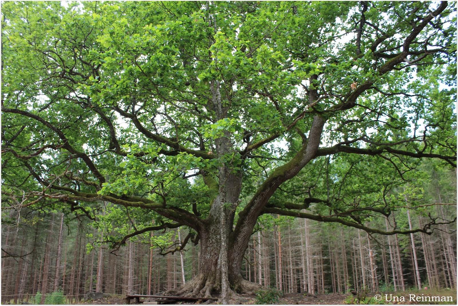 Hallatar-blogi : Suomen kaunein puu