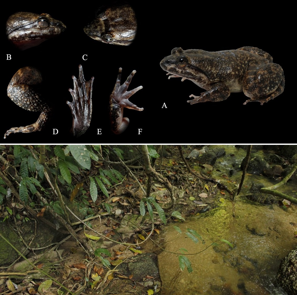 Species New to Science: [Herpetology • 2021] First Records of the ...