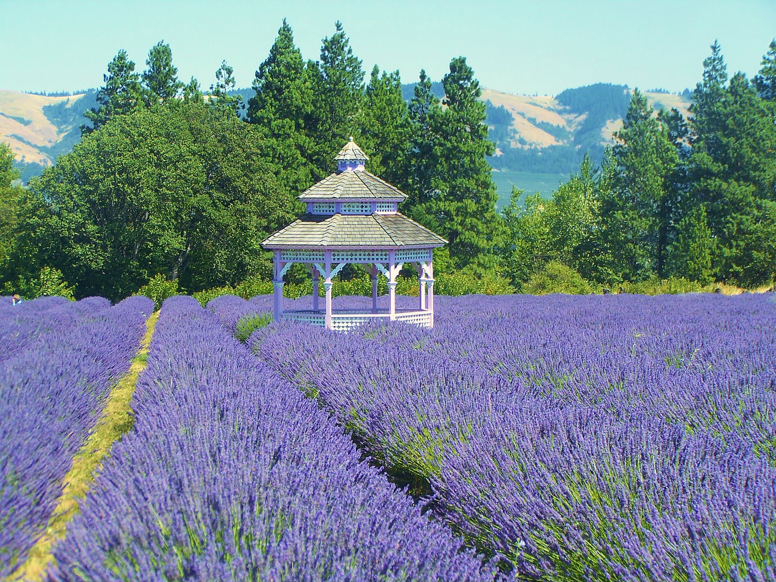 tom-ritatravels: Lavender Valley