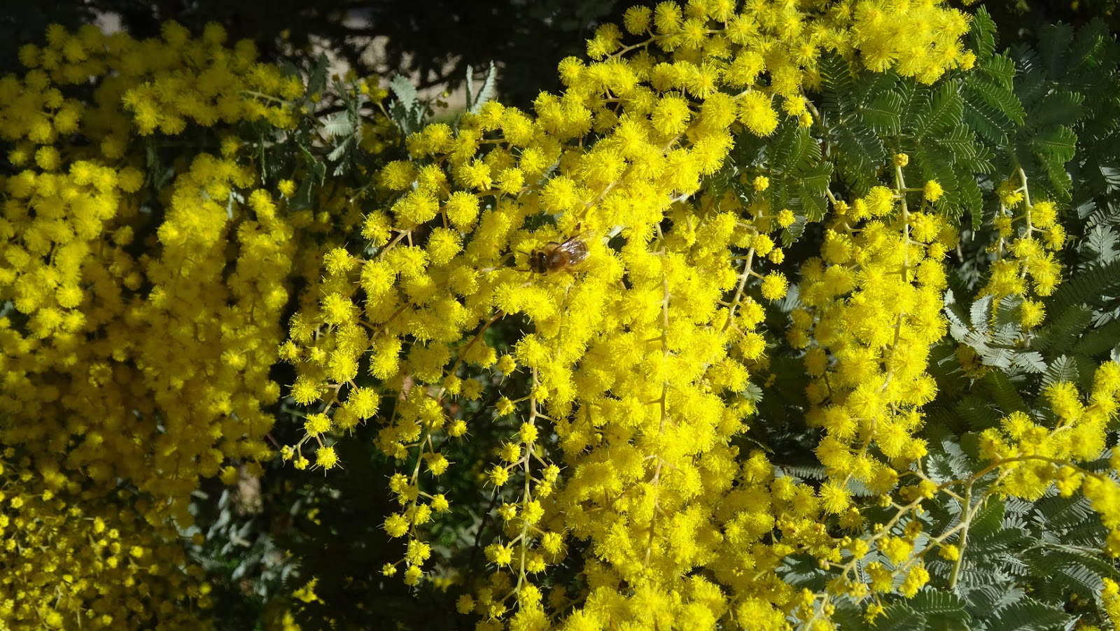 MAP: START OF WATTLE SEASON