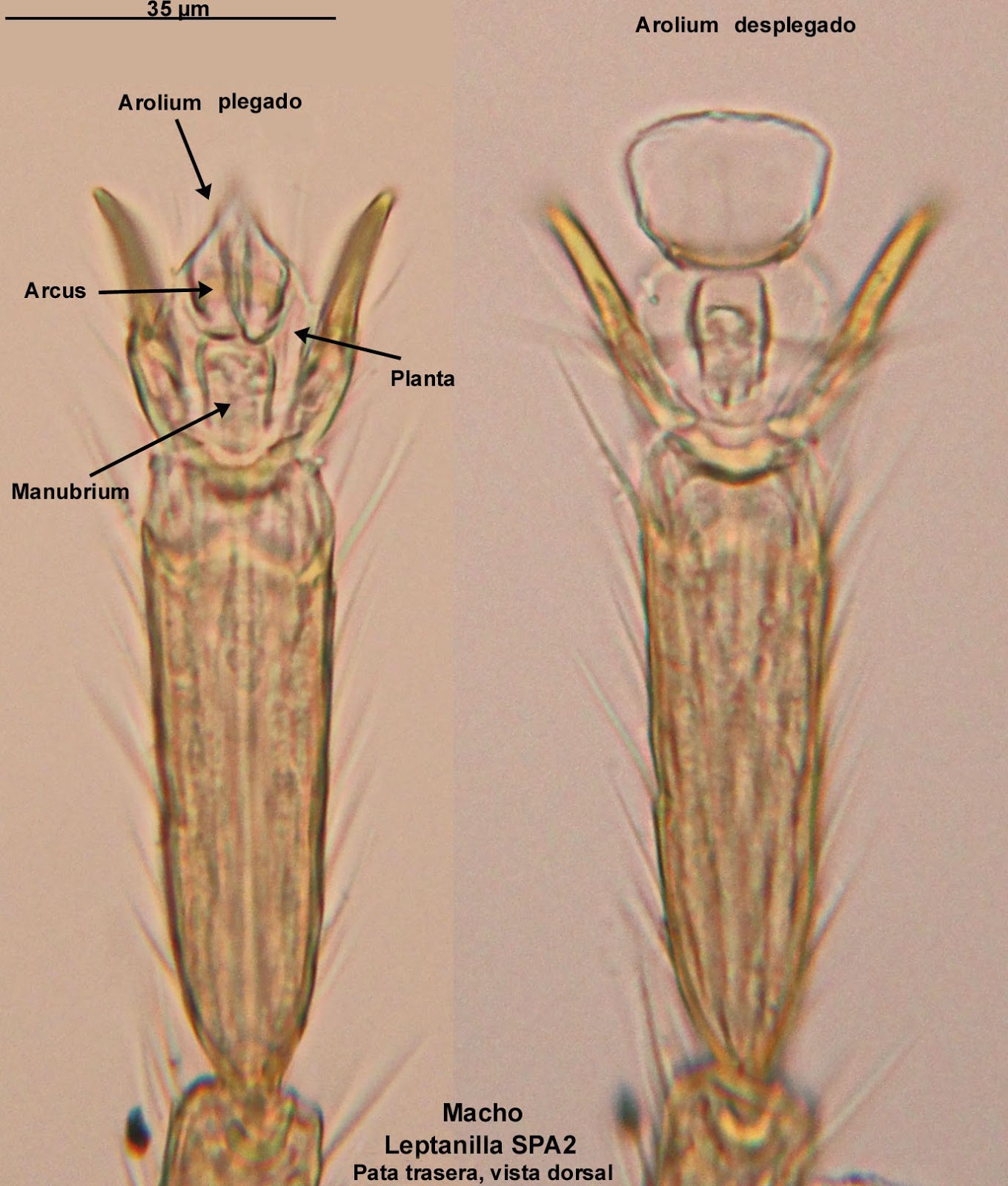 HISTORIAS DE HORMIGAS: Despliegue del arolium en Leptanilla