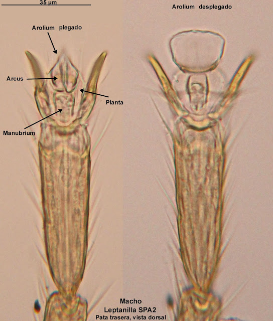 HISTORIAS DE HORMIGAS: Despliegue del arolium en Leptanilla