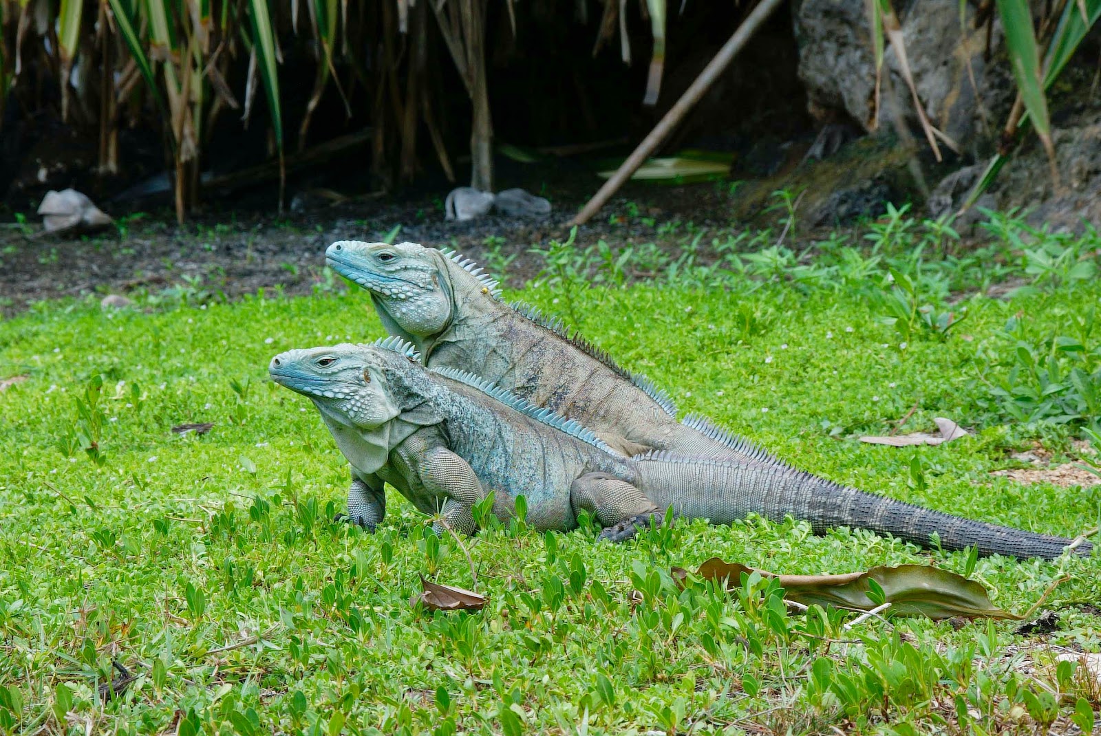 Rancho Turístico Doña Callita.: Iguanas.