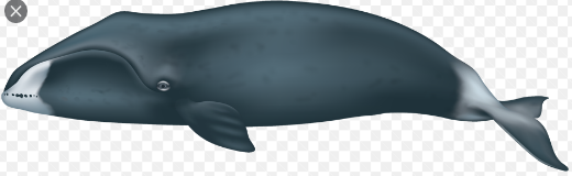 Jenis Jenis Ikan Paus Di Dunia - IKAN DAN LAUT