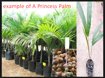 How To Care For A Princess Palm - Life Is Beautiful