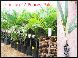 How To Care For A Princess Palm - Life Is Beautiful