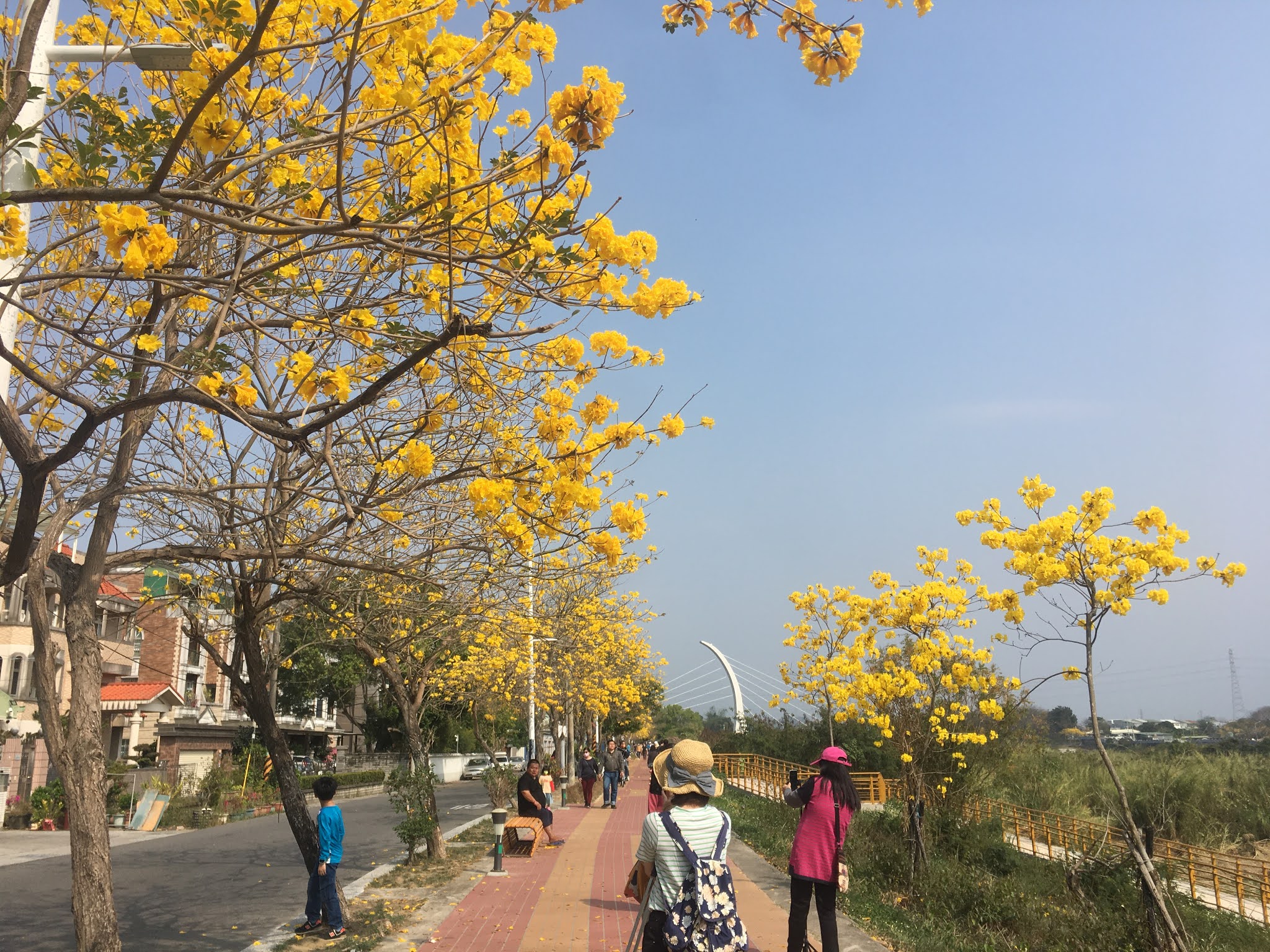 Flowers of Bazhang River ~ My Life Abroad