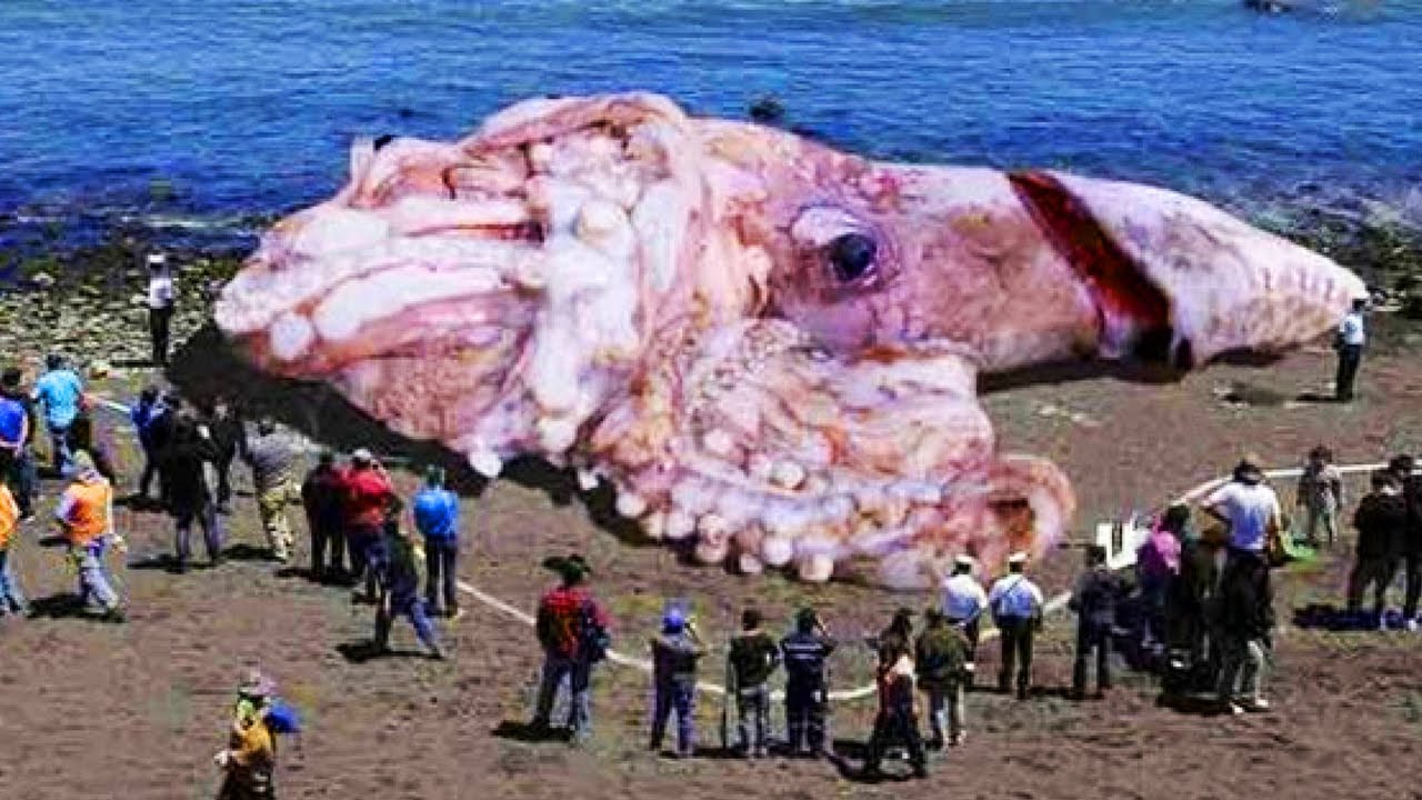 10 Criaturas bizarras encontradas no fundo do mar - Brasil Universo Digital