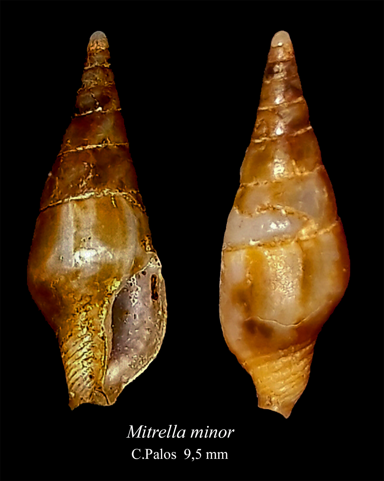 MALACOLOGÍA MEDITERRÁNEA: Columbella y Mitrella