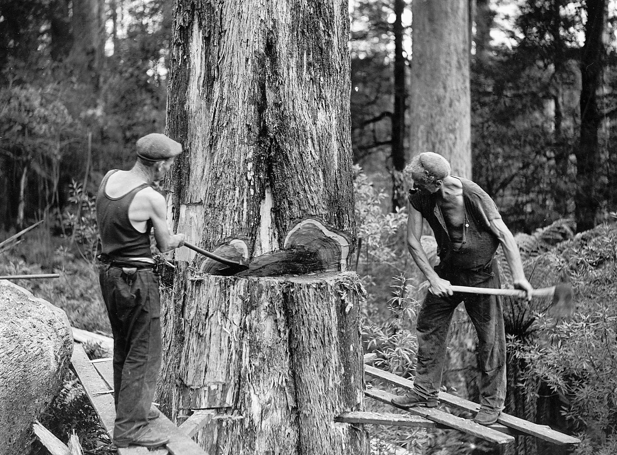 Friends of Drouin's Trees: The personification of tree felling