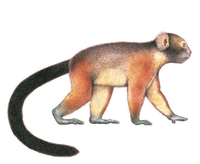 Blogorgonopsid Diaries