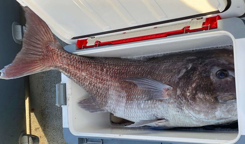 Pargo capatão de 11 kgs com linha PE 0.6