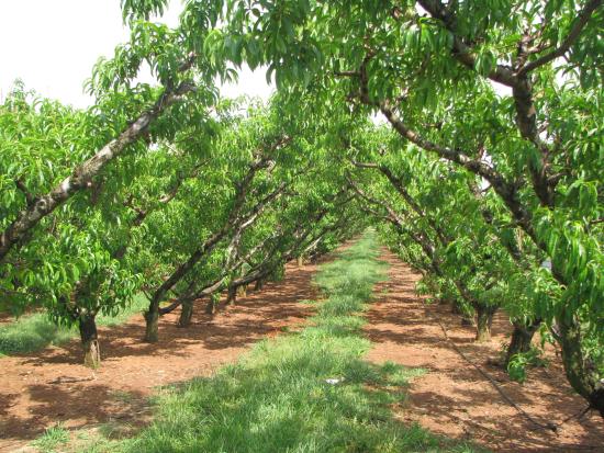 .: BEST WAYS TO POLLINATE PEACH TREES