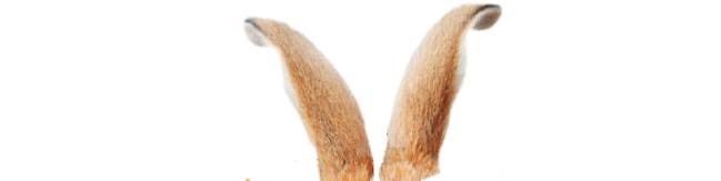 Real rabbit ears png || Bunny ears png