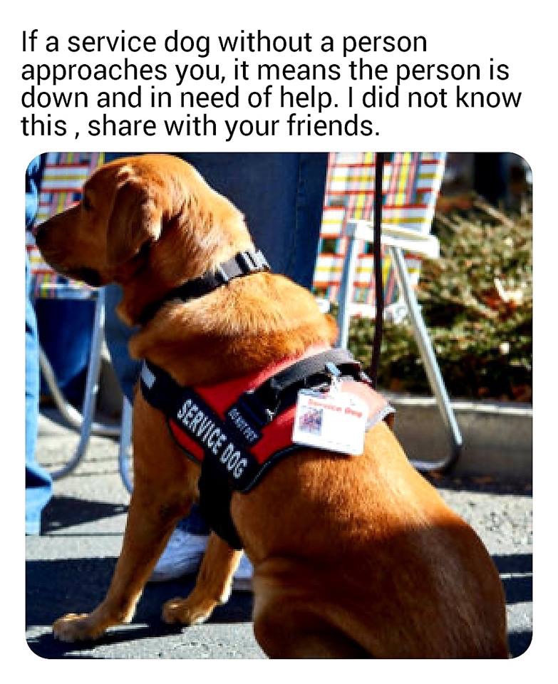 Beat your PTSD: Woof, Woof! I am a Service Dog - Follow Me NOW, My ...
