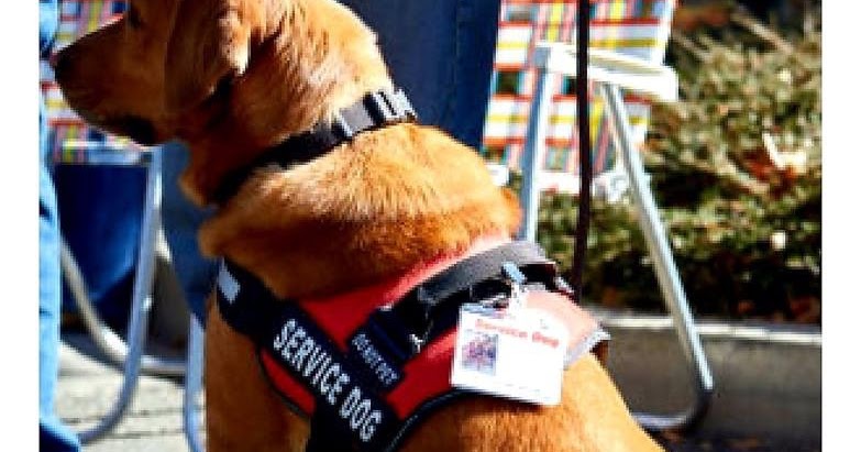 Beat your PTSD: Woof, Woof! I am a Service Dog - Follow Me NOW, My ...