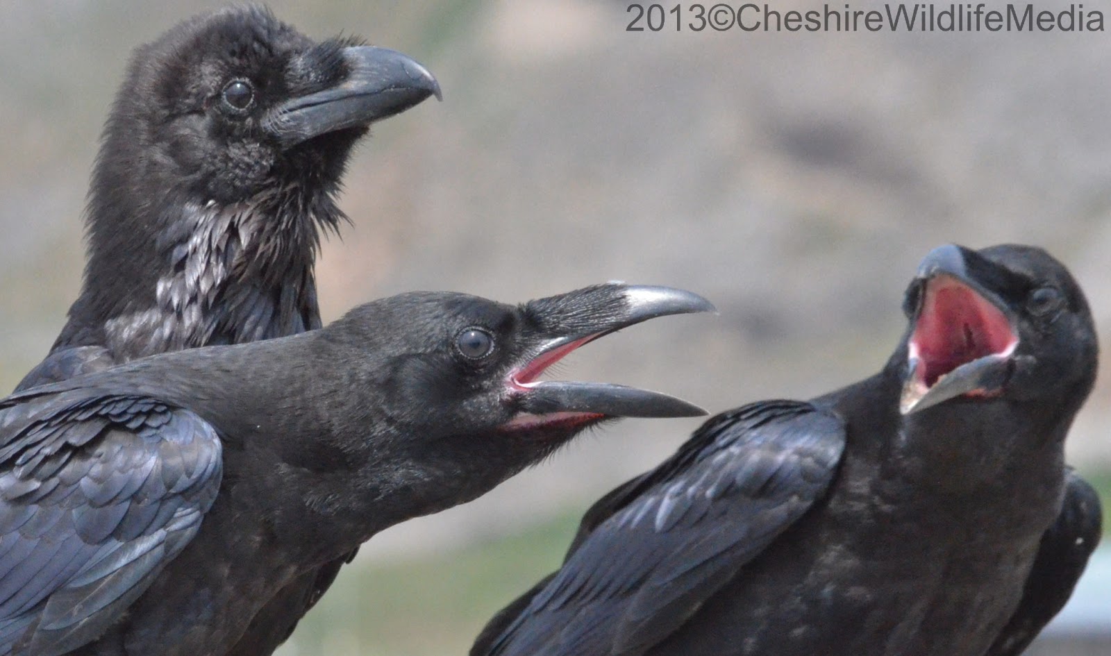 Diaries of a Wildlife and Outdoors lover: Diarie short - Raven family ...