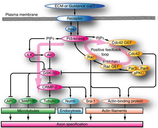 PAR protein in axon specification and neuronal polarity ~ Advanced ...