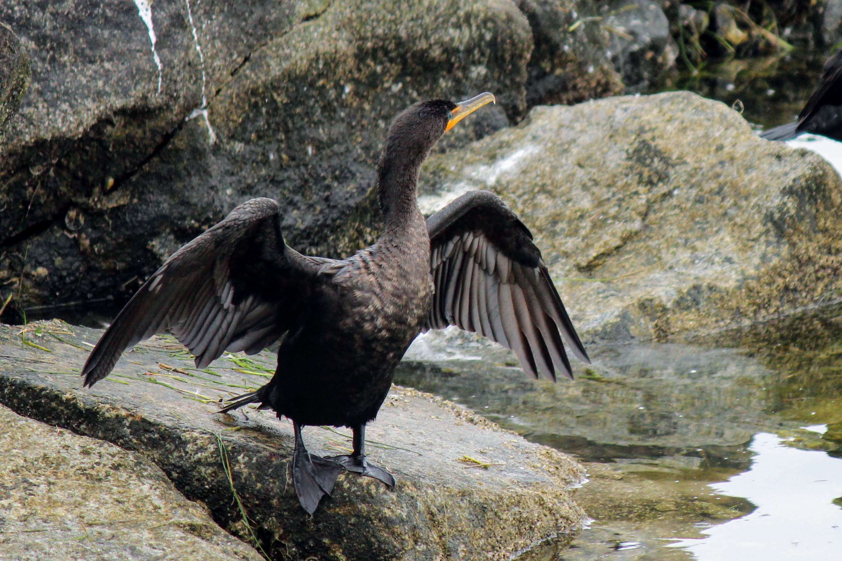 To Behold the Beauty: Double-Crested Cormorant