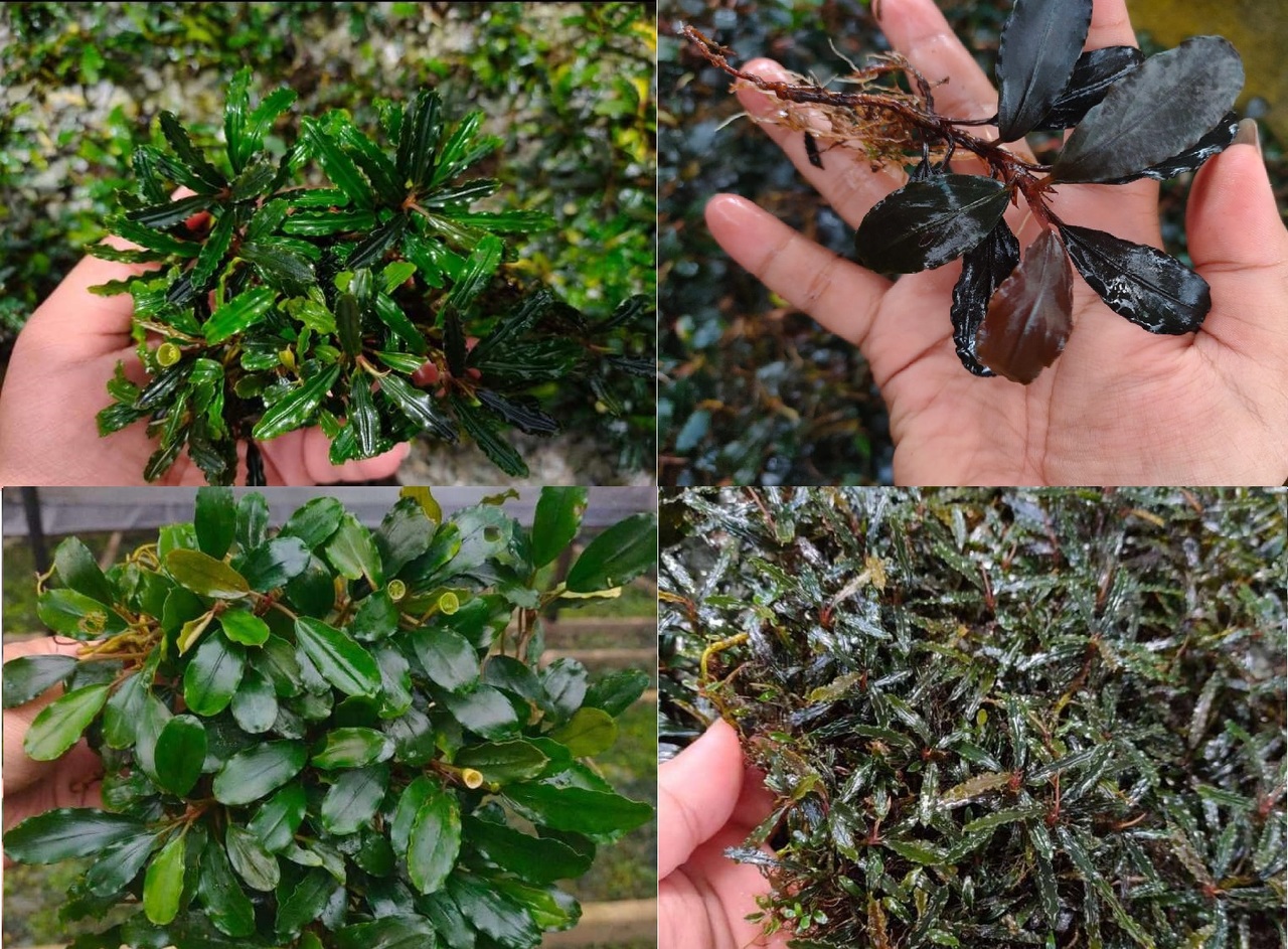Jenis - Jenis Buce / Bucephalandra