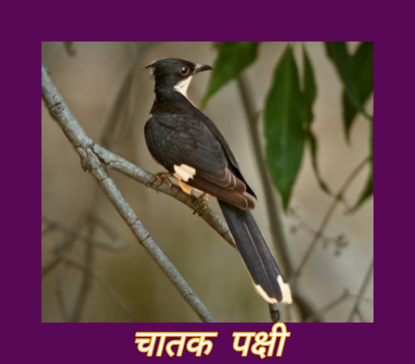 चातक पक्षी – Chatak Bird Information In Hindi – Hindi7facts