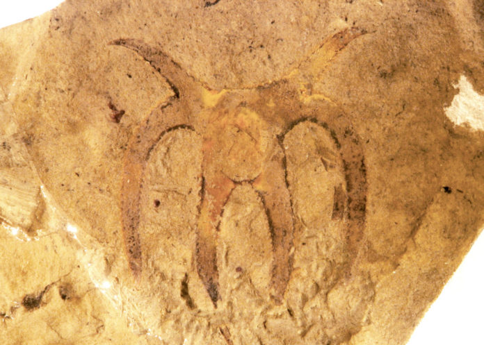 Noticias de Paleontologia: Mimetaster florestaensis, un nuevo ...