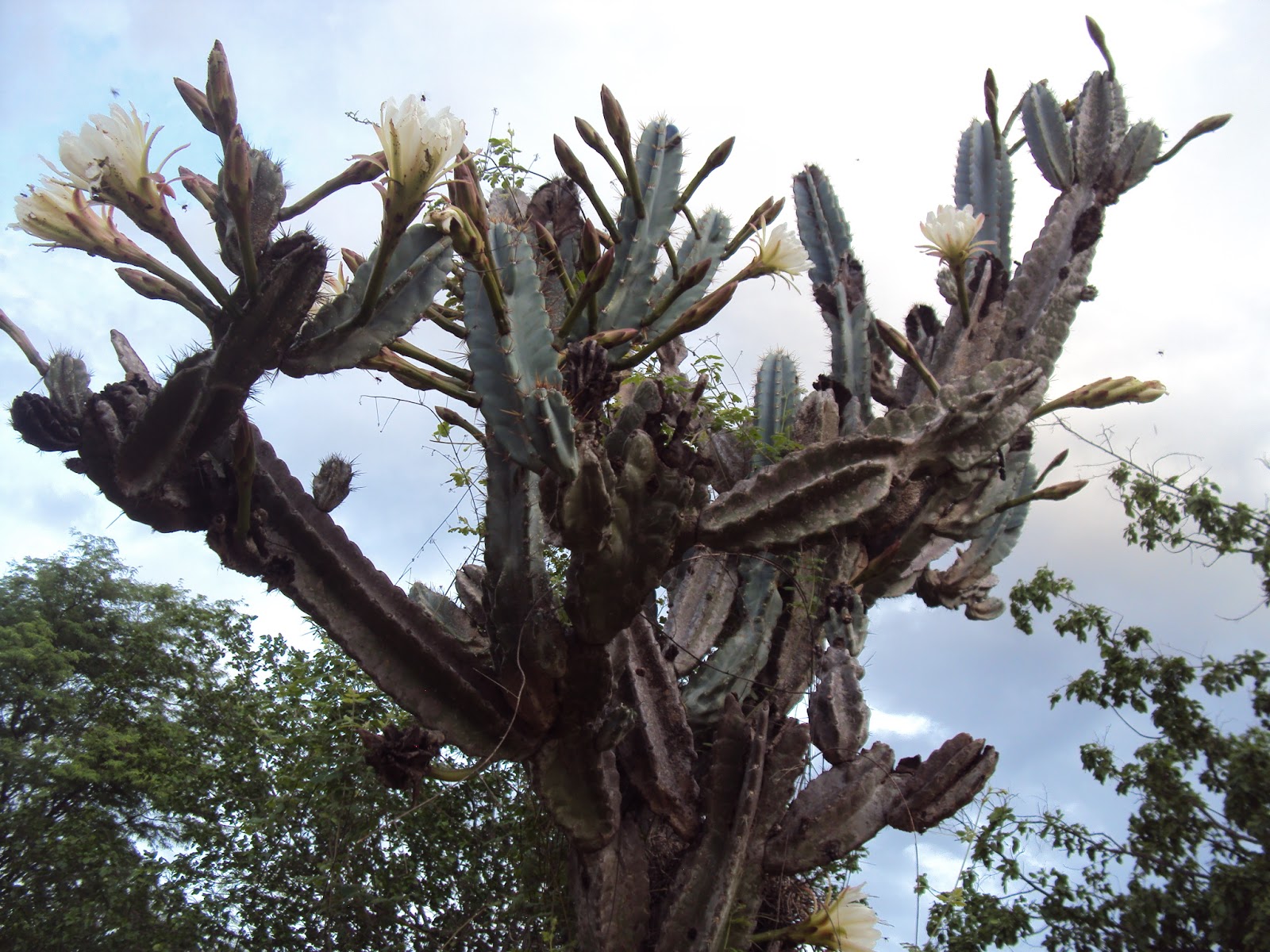 blog DOM SEVERINO: Mandacaru (cactus): sua flor e o seu fruto