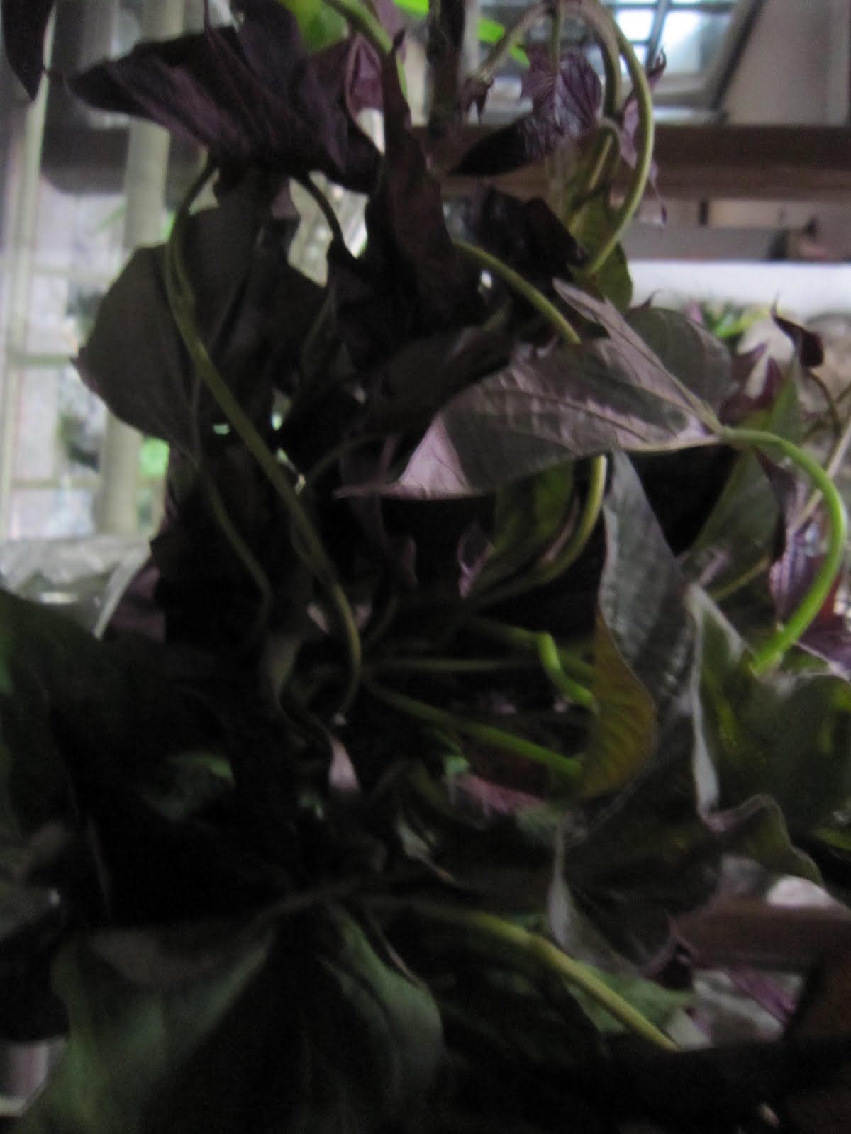 The Green Queen: Camote Tops