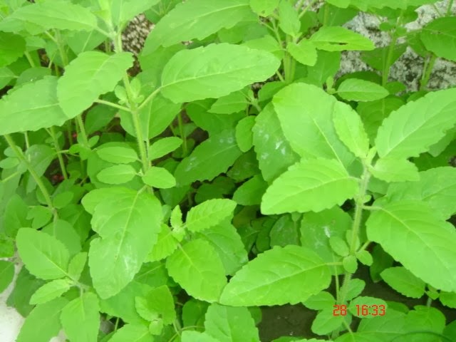 The WellRays: Buy Thulasi / Tulsi Sapling / Plant Online