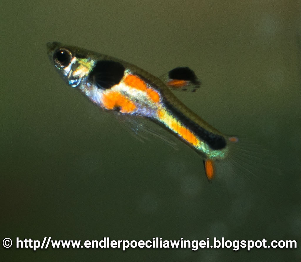 ENDLER POECILIA WINGEI Livebearers Cumana Area @endlerpoeciliawingei ...