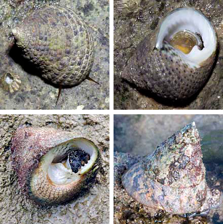 Celebrating Singapore Shores!: Singapore shores rock!