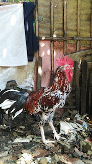 Cara Merawat Bulu Ayam Pelung Agar Mengkilap dan Tidak Mudah Patah | PETERNAK SUKSES MUDA