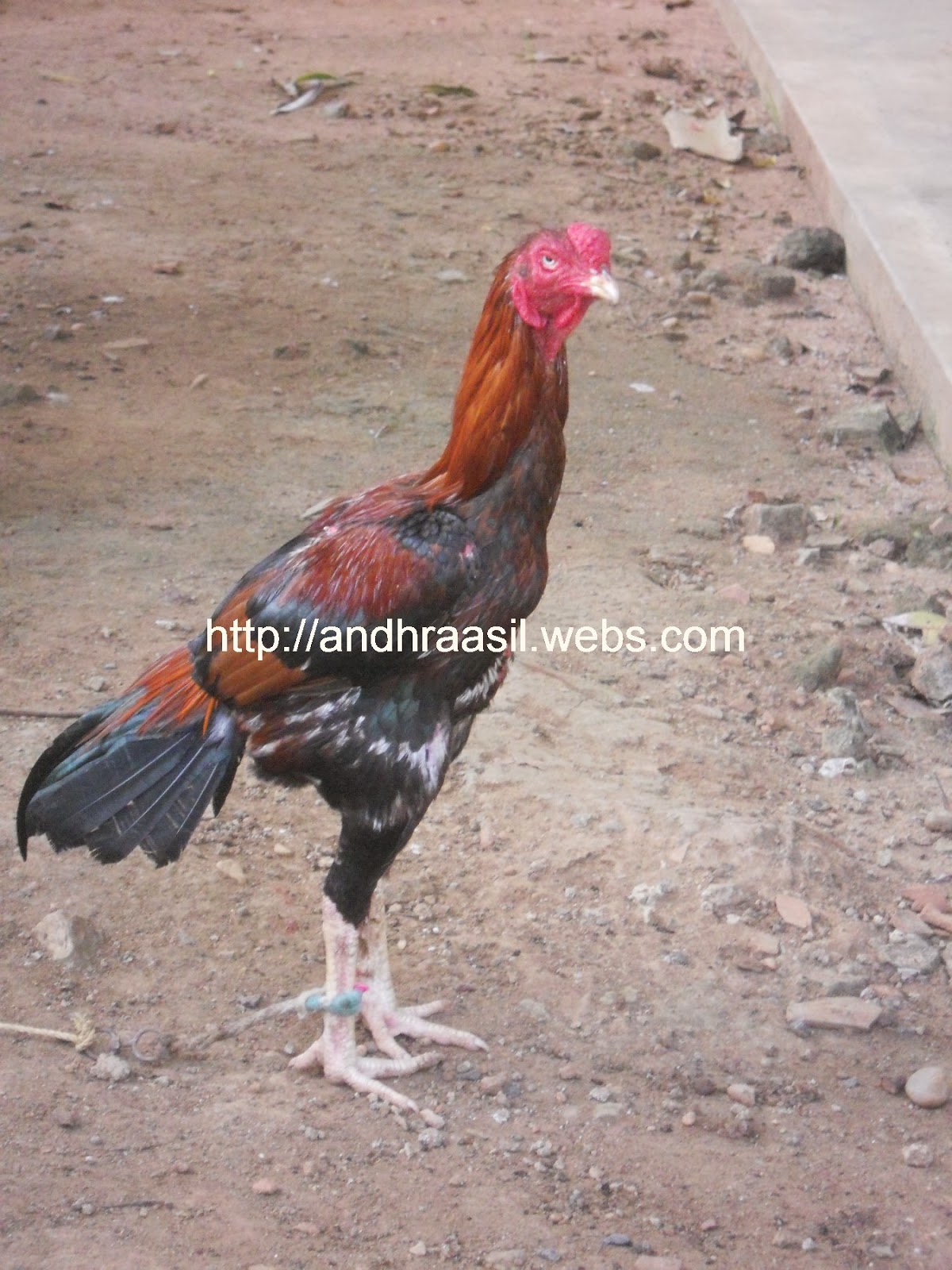 Fighting Rooster: Peela Aseel very old Bloodline